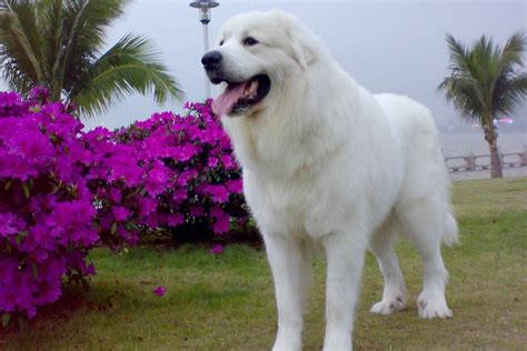 大白熊犬体味重怎么办
