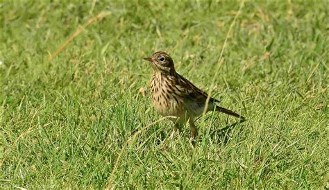 Meadow Pipit Birdforum