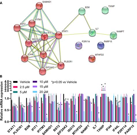 Stat1 Can Regulate A Large Number Of Inflammatory Mediators In