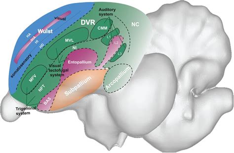 A Cortex Like Canonical Circuit In The Avian Forebrain Science