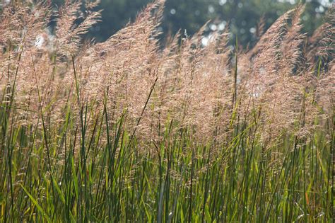 Grazing Native Grasses Could Benefit Your Cattle And Wildlife Farm And Dairy