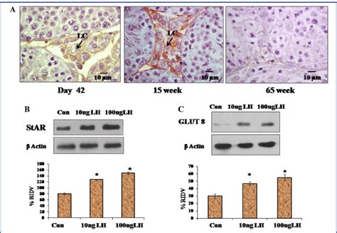 A Immunohistochemical Localization Of Ir Protein In Testis Of Mice At