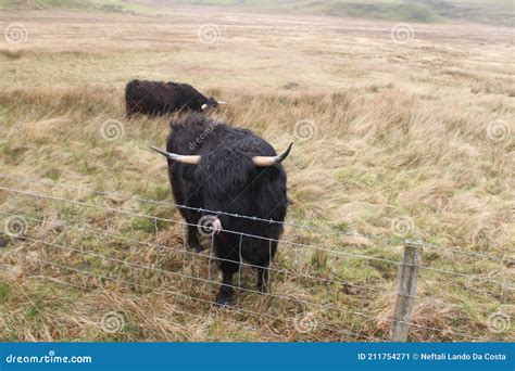 Highland Cow Licking His Nose Stock Image Image Of Nose Licking