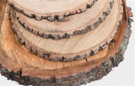 Tree S Section On White Background Stock Photo Image Of Abstract Brown 124466622