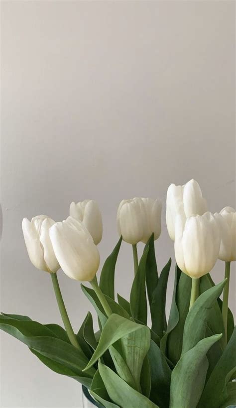 обои эстетика весенние обои эстетика Flower Aesthetic Flower