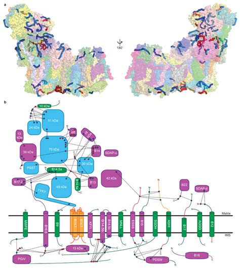 Atomic Structure Of The Entire Mammalian Mitochondrial Complex I Pmc