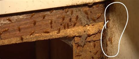 Cockroach Smear Marks How To Identify Apb