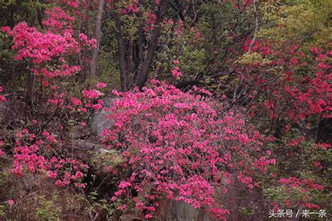 杜鵑花開映山紅 每日頭條