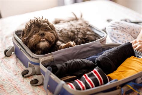 Happy Camper Pet Travel Tips For Fun And Safety East Sacramento