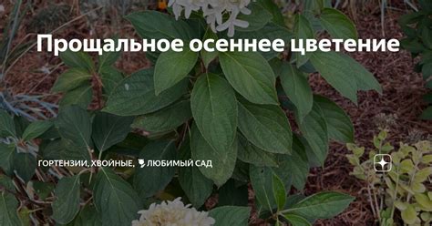 Прощальное осеннее цветение Гортензии хвойные 🌷любимый сад Дзен