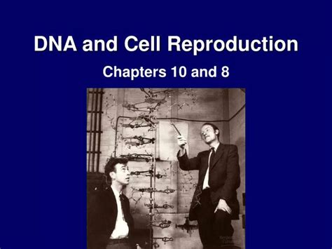 Ppt Dna And Cell Reproduction Powerpoint Presentation Free Download