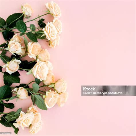 파스텔 차는 분홍색 배경에 꽃을 장미 꽃 배경 최소한의 꽃 개념 플랫 레이 상단 보기 0명에 대한 스톡 사진 및 기타 이미지 Istock
