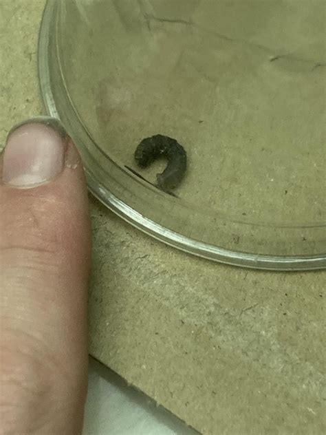 What Is This Worm Looking Thing Rinsects