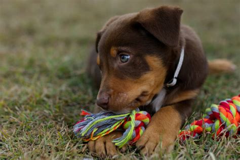 Training Pups Puppy Training Resources And Information