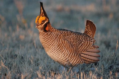 Despite Loss Of Federal Protections Lesser Prairie Chicken