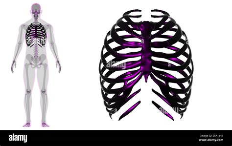 Human Skeleton Anatomy Rib Cage 3d Rendering For Medical Concept Stock