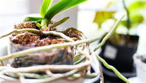 Orchid Strong Roots And Abundant Flowers If You Do It No One Ever