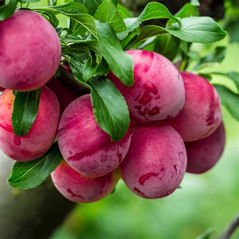 Shop The Bruce Plum Tree For Sale Buy Plum Trees Perfect Plants
