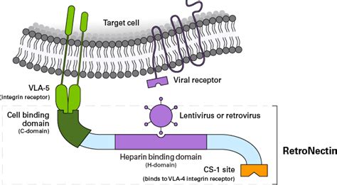 Retronectin Reagent Overview