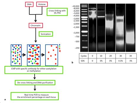 Chip Assay Outline And Shearing Efficiency Optimization A Flowchart