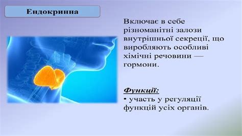 Презентація Органи Людини