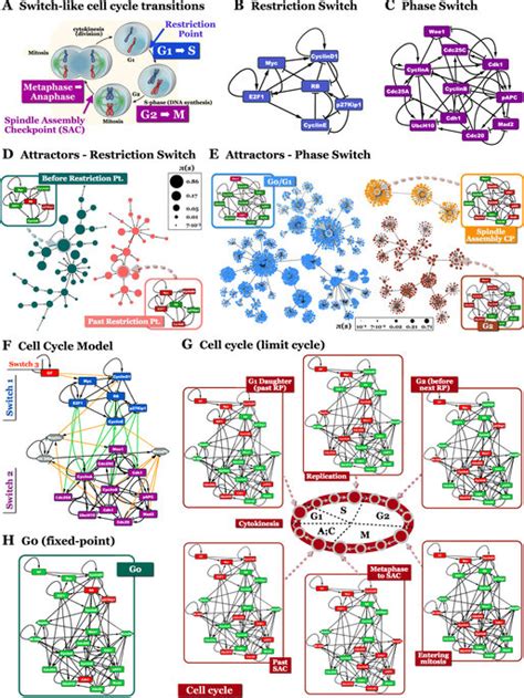 The Mammalian Cell Cycle Arises From The Coordinated Behavior Of Two