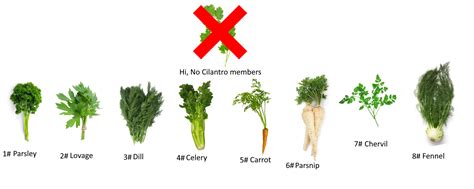 Hi No Cilantro Members Cilantro Haters How You Feel About Other Herbs