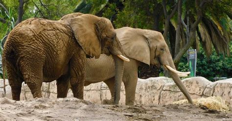 La Elefanta Más Triste Del Mundo Ya Tiene Amiga Ely Y Gipsy Recibirán A Visitantes Del