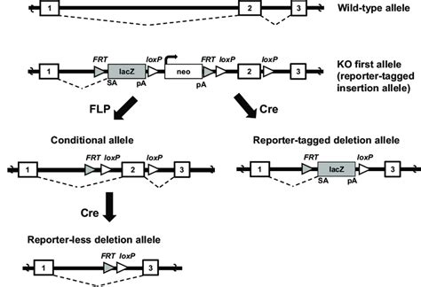 Conditional Gene Targeting A European Conditional Mouse Mutagenesis