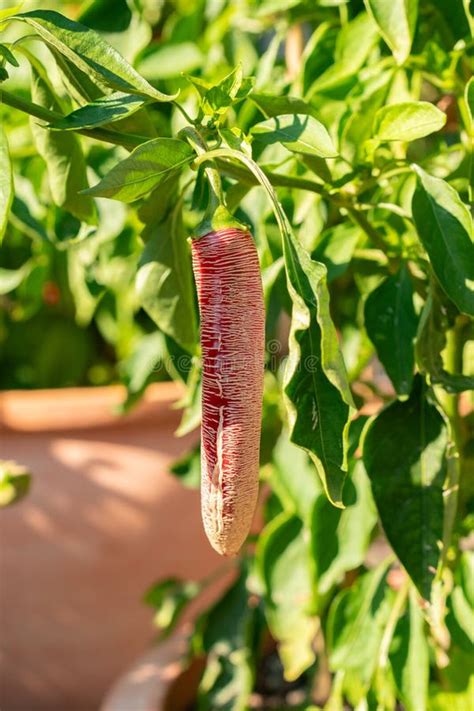 Chili Pepper Or Capsicum Annuum Elefant Plant In Zurich In Switzerland
