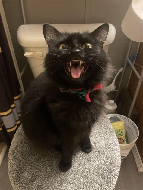 She Figured Out Where I Go The Only Time She Gets Kicked Off Lap