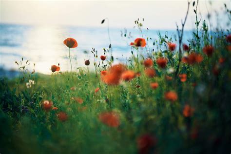 Poppies Field Sea Summer Nature Flowers Sun Sunset Heilpraxis Heidi Pohl