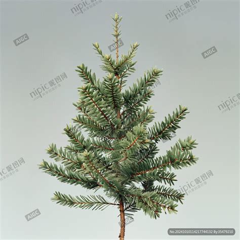 Ai创作图乔木植物云杉 松叶松枝一片叶子树叶 松树叶松树子 杉树大图 西伯利亚云杉 针叶树枝素材 梳子杉冬天 西伯利亚杉树 一株杉树图 雪松