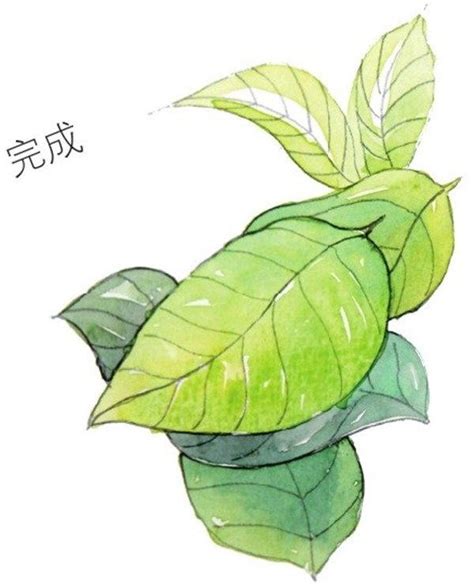 水彩繪畫葉子教程 重疊法 每日頭條