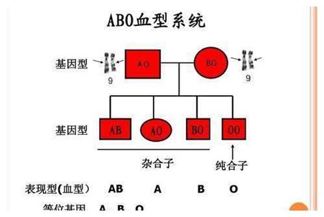 A B O
