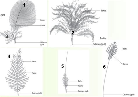 Diagram Of Types Of Feathers Quizlet