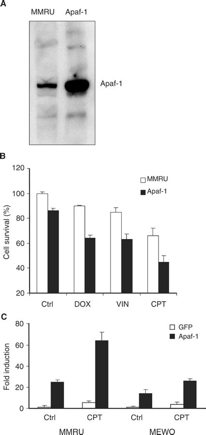 Overexpression Of Apaf 1 Sensitises Melanoma Cells To Anticancer Drug