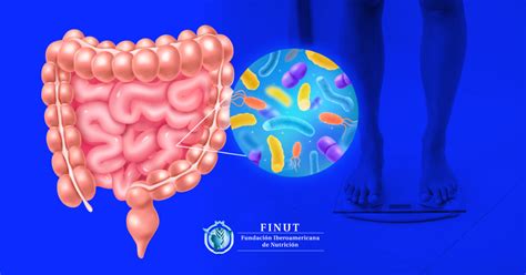 ¿qué Relación Tiene El Microbioma Intestinal Con El Control Del Peso