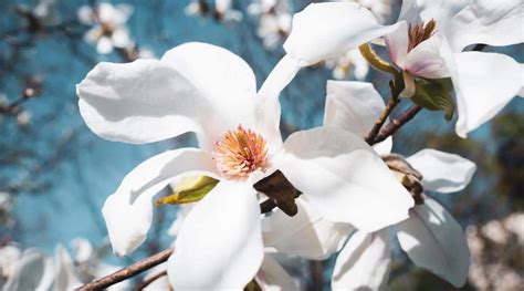 41 Types Of Trees With White Flowers For Your Home Or Garden