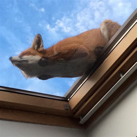Cute Fox On Glass Roof Raww