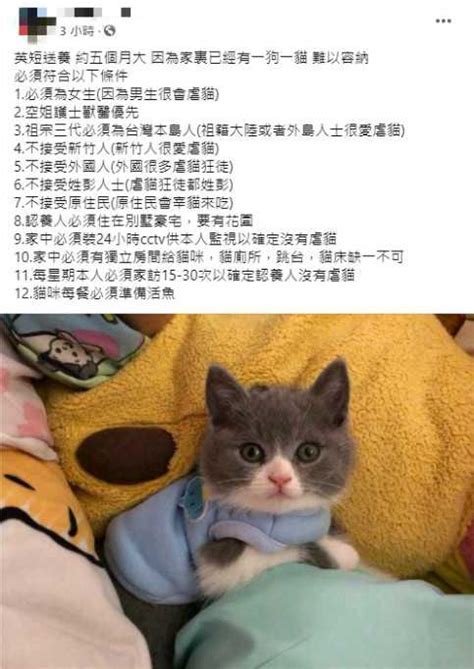 男送養貓咪列12項條件！「每餐活魚、一周家訪30次」 網狠酸：找女友嗎？ 生活 Ctwant