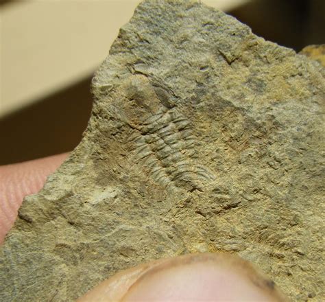 Spence Shale Trilobites Fossil Id The Fossil Forum