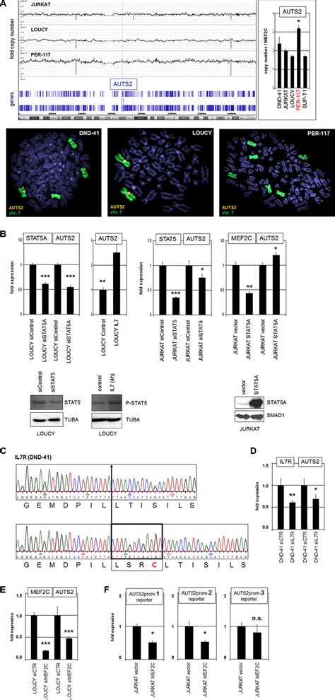 Gain At 7q11 IL7 STAT5 And MEF2C Activate AUTS2 Expression A