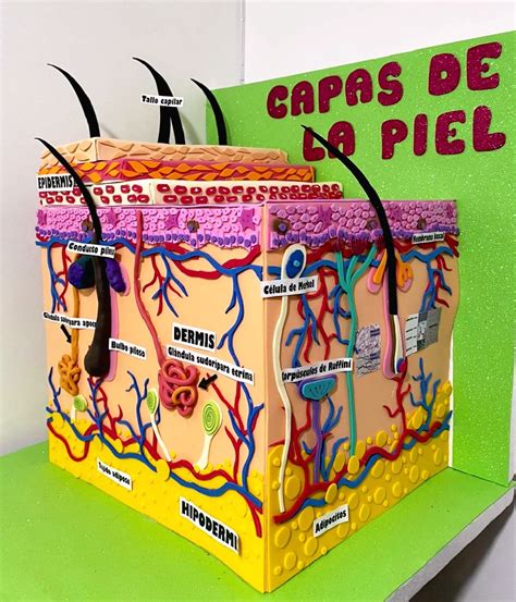 Capas De La Piel