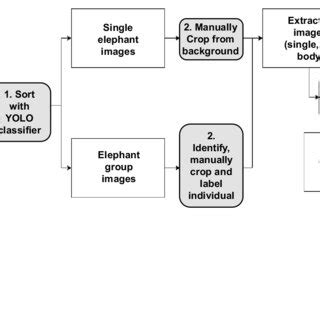 Dataset Preparation Steps Where The Original Labeled Image Contained Download Scientific