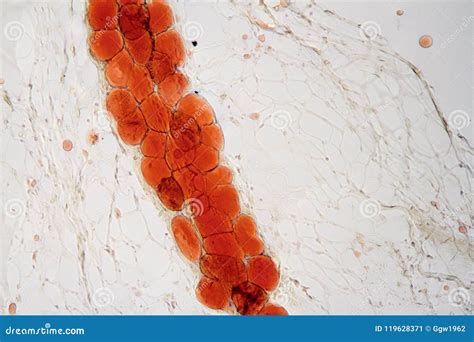 Adipose Tissue Under Microscope View Show Contains Large Lipid Droplet