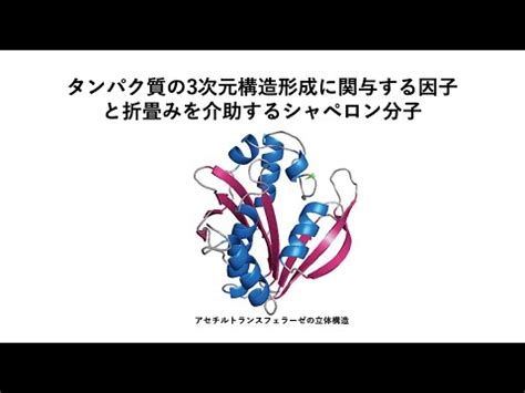 タンパクの3次元構造形成とシャペロン分子の介助 YouTube