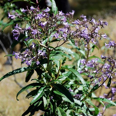 Yerba Santa Seeds Eriodictyon Californicum Packet Of 20