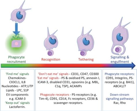 Apoptotic Cell Clearancea Multi Stage Process A Sch Open I