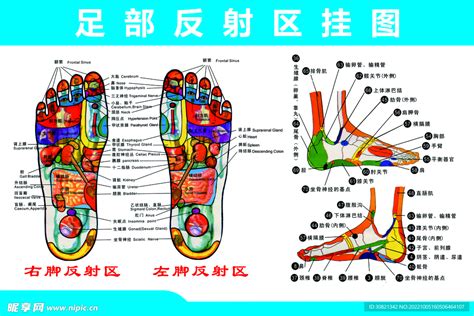 脚底穴位图设计图广告设计广告设计设计图库昵图网